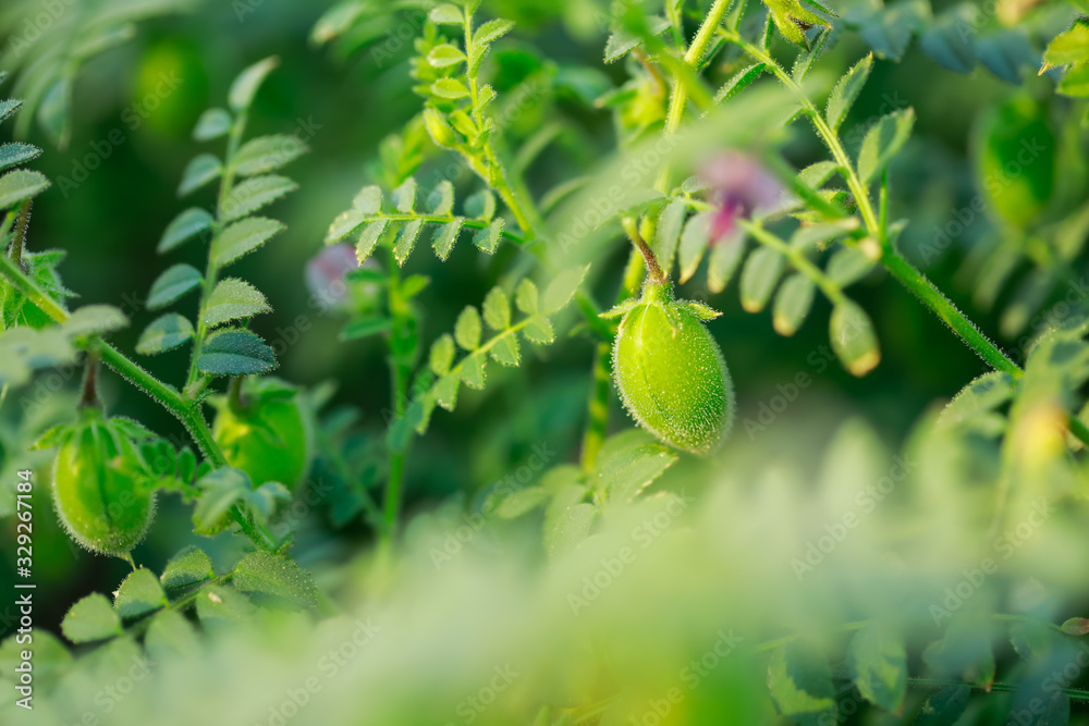 Fresh Green Chickpeas field , Chick peas also known as harbara or ...