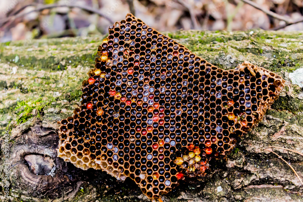 Honeycombs of wild bees found in the forest. Wild bees live in a hollow ...