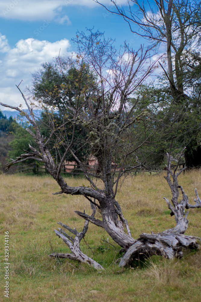 White old dead tree fallen in the grass の Stock フォト | Adobe Stock