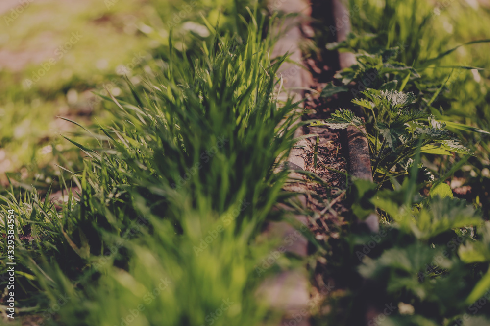 Old rusty rail of an abandoned inoperative railway track overgrown with ...