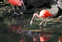 Scarlet Ibis Free Stock Photo - Public Domain Pictures