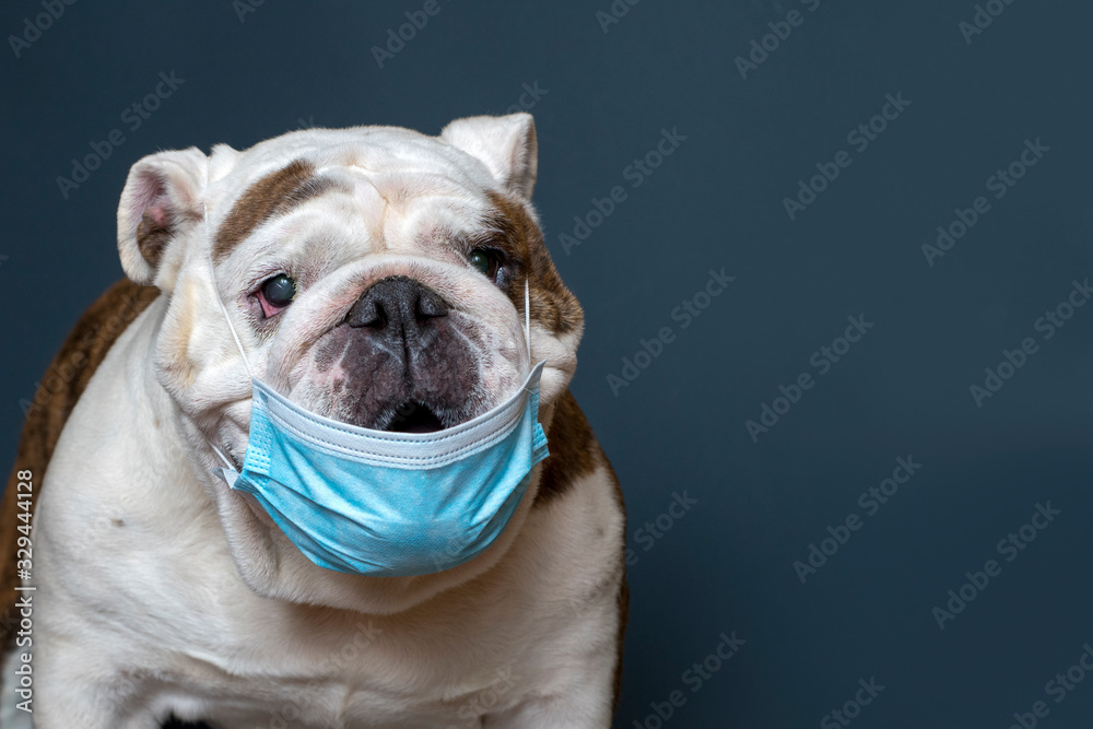 English Bulldog wearing medical mask Stock Photo | Adobe Stock