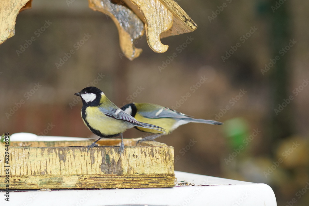Foto de Stock Sikora bogatka ,bogatka ,kolorowy ptak ,ptaki zimujące ...