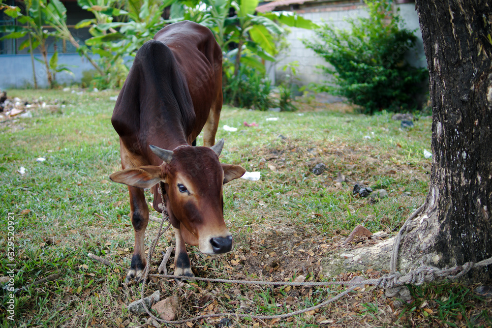 "Sacrifice Feast" also known as Hari Raya Aidiladha is the second of ...