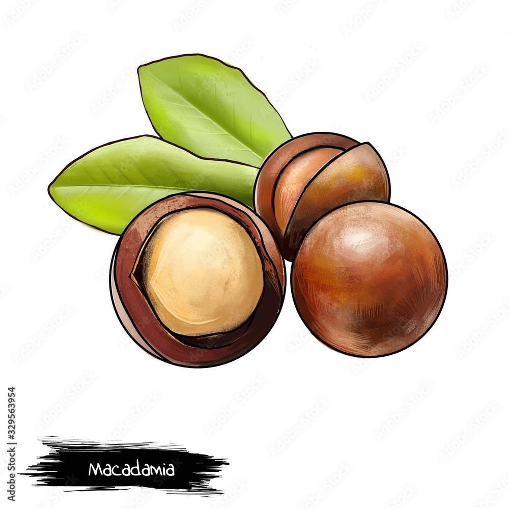 Ilustración de Stock Macadamia nut isolated on white background ...