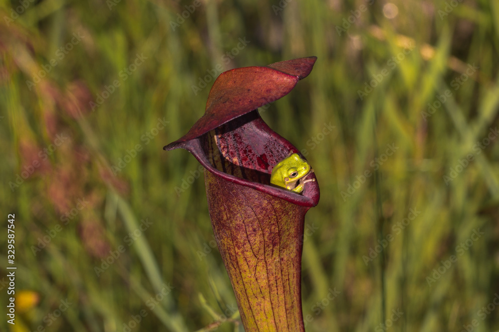 Baumfrosch (Hyla sp.) in Sarracenia alata, Stone County, Mississippi ...