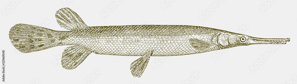 Shortnose gar lepisosteus platostomus, thin aquarium fish native to the ...
