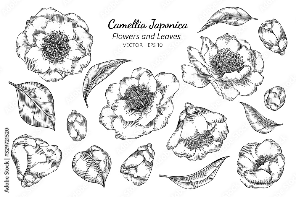 Camellia Japonica flower and leaf drawing illustration with line art on ...