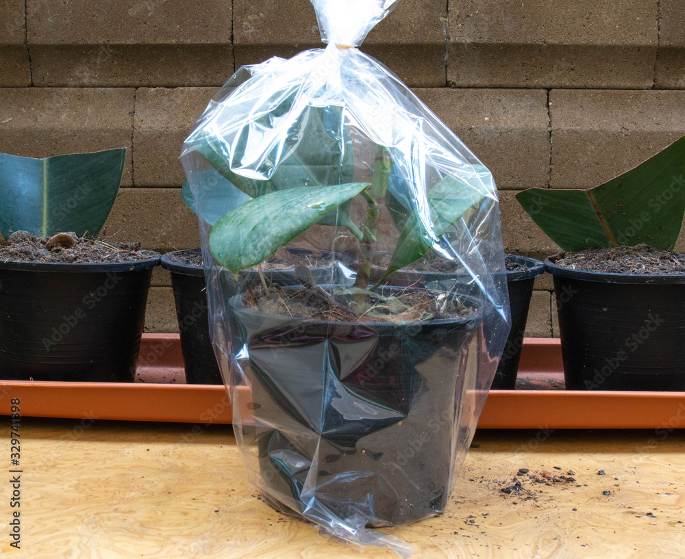 How To Start A Rubber Tree Plant: Propagation After 2 weeks rubber ...