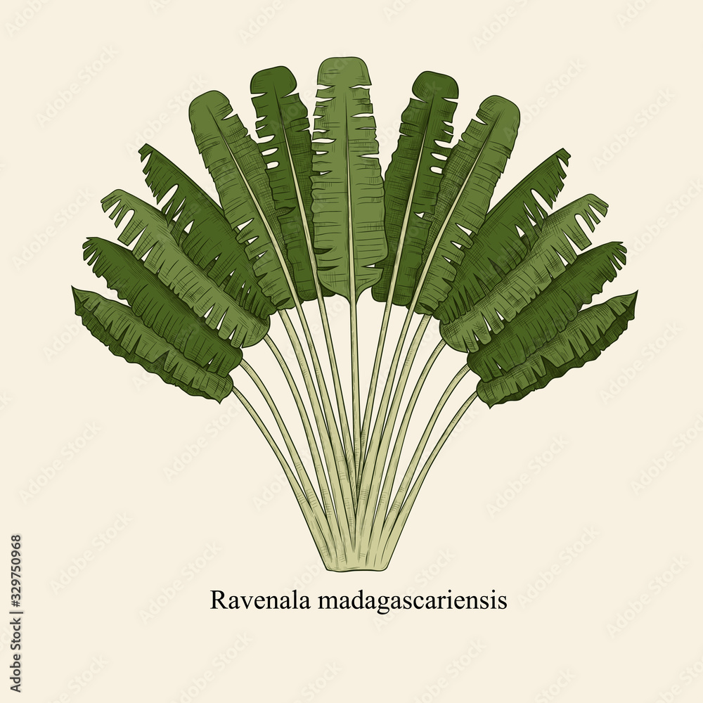 .Ravenala madagascariensis. Vintage drawing of an exotic palm tree ...