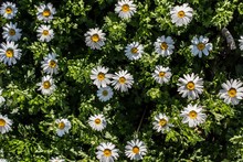 Daisies Zoom Free Stock Photo - Public Domain Pictures