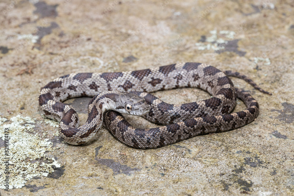 Juvenile eastern rat snake - Pantherophis alleghaniensis Stock Photo ...