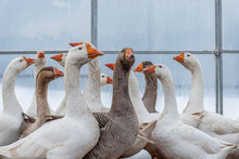 Domestic Goose Looking At Camera Free Stock Photo - Public Domain Pictures