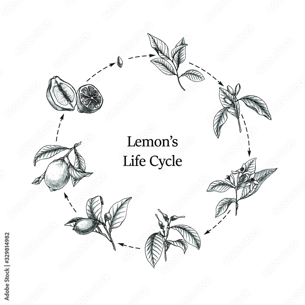 Hand drawn vector botanical illustration of lemon life cycle. Outline ...