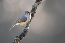 Tufted Titmouse With Peanut Free Stock Photo - Public Domain Pictures