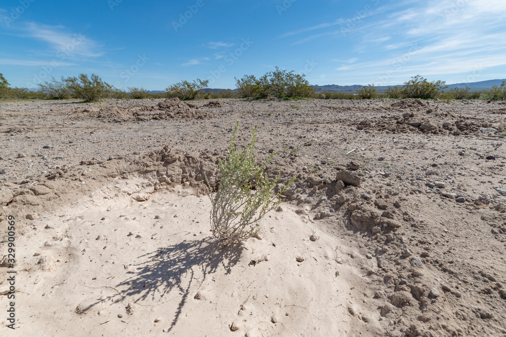 Alkali Saltbrush (Atriplex polycarpa) Restoration Ecology Native Shrub ...