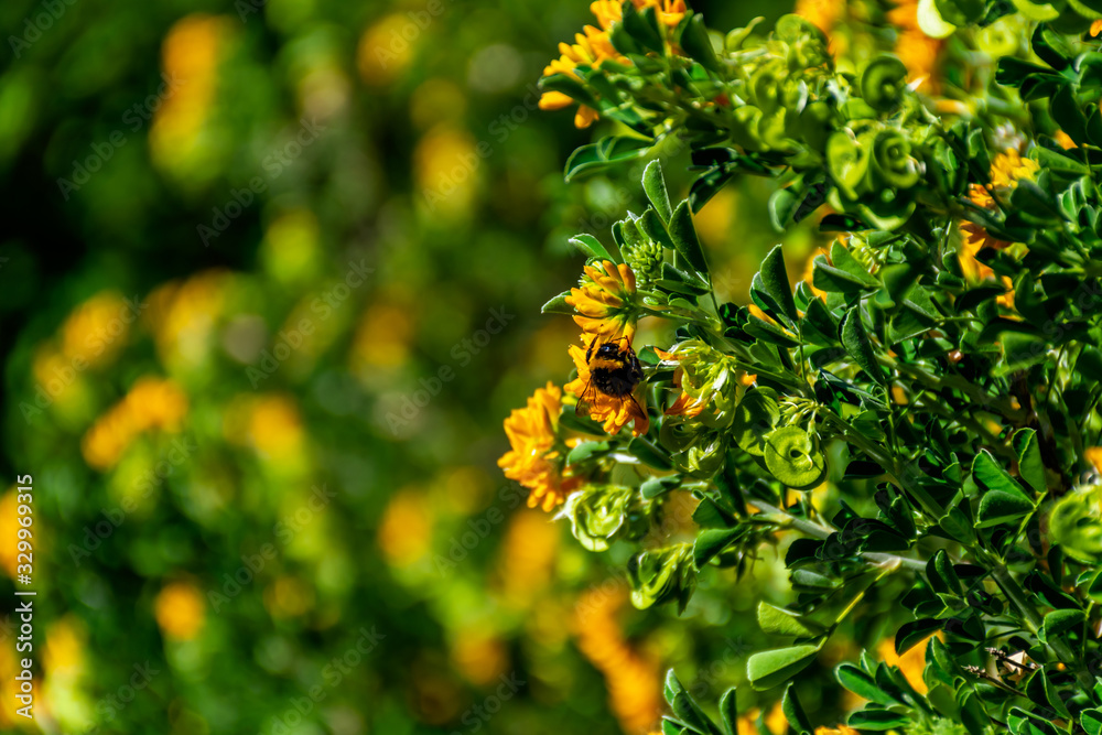 A close-up shot of a bee pollinating Medicago arborea (also known as ...