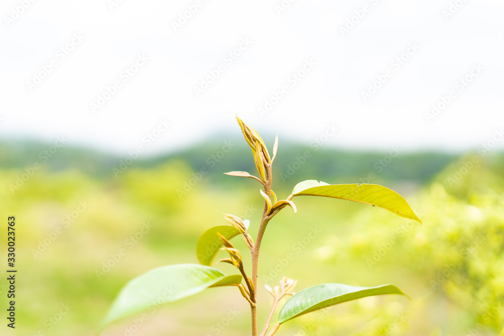 Little durian leaf background.Selective focus.Little durian leaf tree ...
