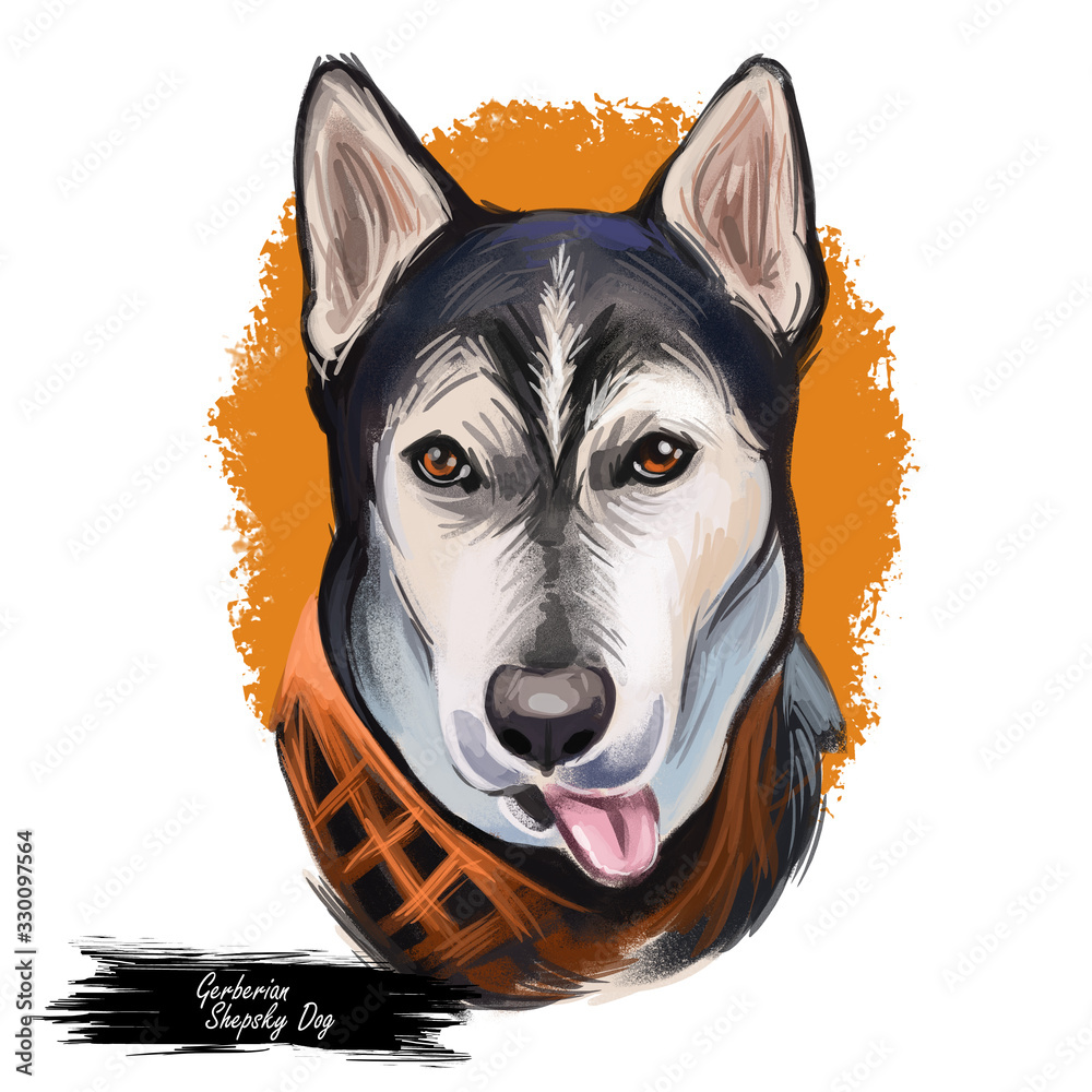 Gerberian Shepsky dog digital art illustration isolated on white Stock ...