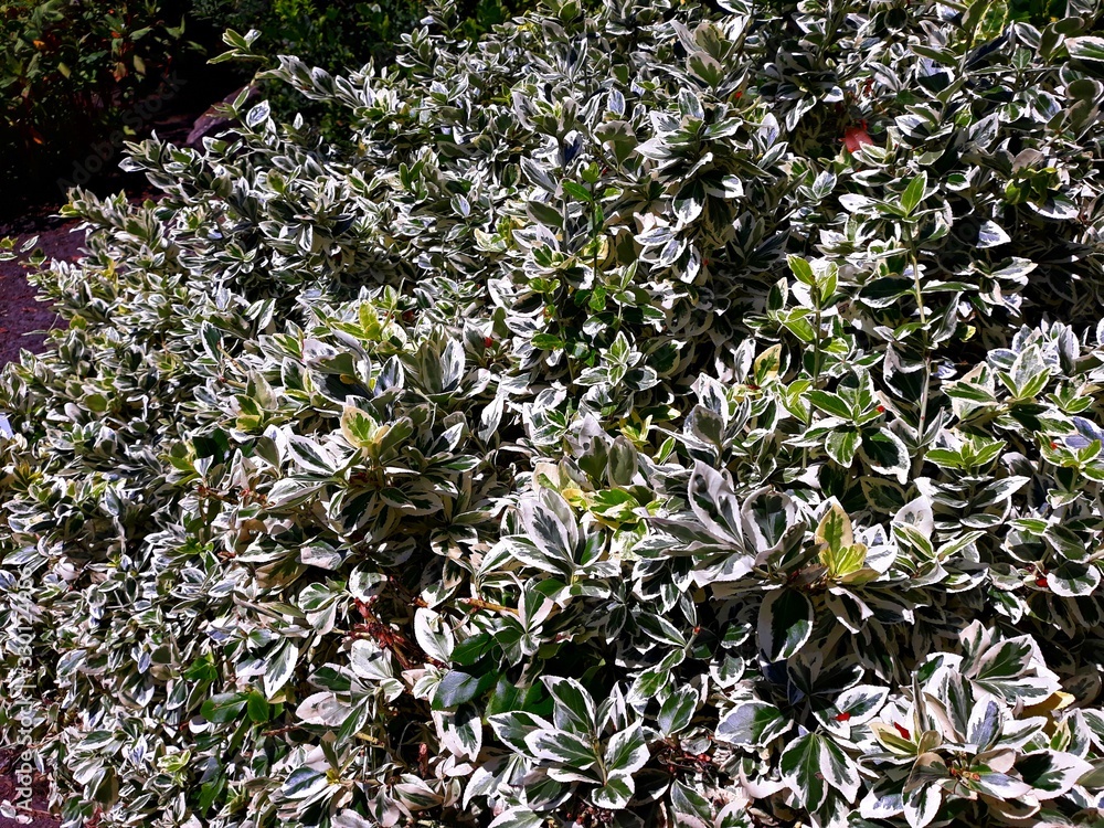 Euonymus Fortunei Gracilis, common names: Wintercreeper, Spindle or ...