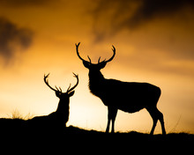 Deer Stag At Sunset Free Stock Photo - Public Domain Pictures