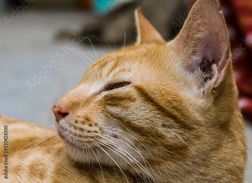 Indian billi breed also known as Indian common cat Stock Photo | Adobe ...