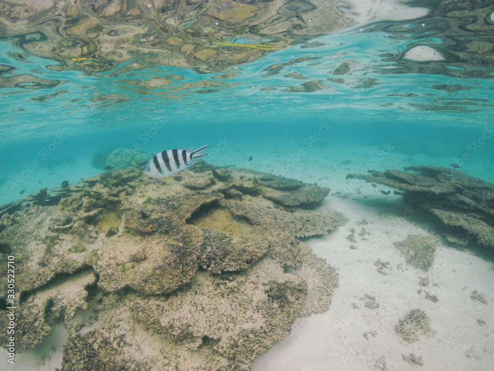 Tropical fish under the waves along the tropical coral reef, Le Morne ...