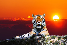 Sunny Day Tiger Free Stock Photo - Public Domain Pictures