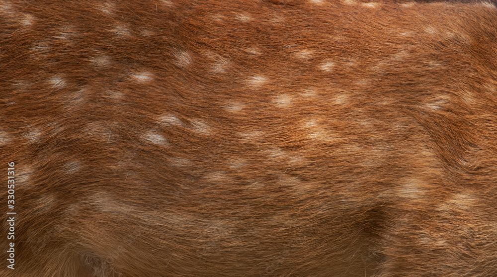 Deer skin pattern white spot in picture. Stock Photo | Adobe Stock