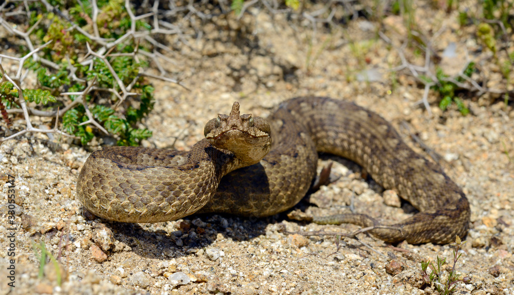 Nose-horned viper, Tinos, Greece - Europäische Hornotter (Vipera ...