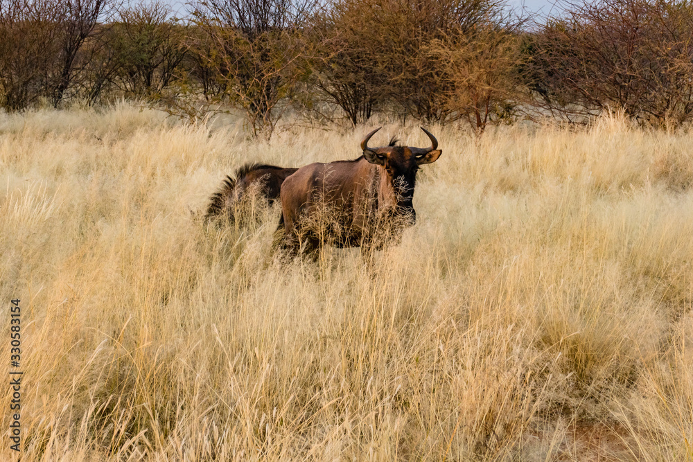 Wildebeest buck in Namibia, Africa. Located southeast of Omaruru ...