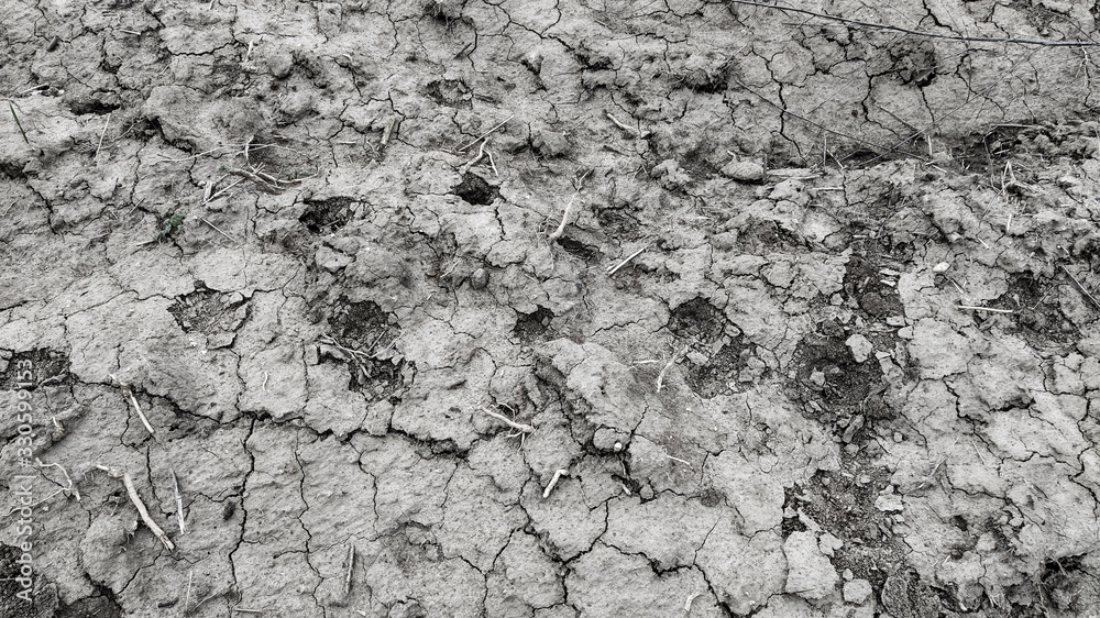 Wet, fertile land. Clay soil. Preparing the land for planting ...