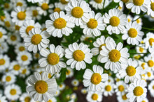 Feverfew Daisy Flowers Free Stock Photo - Public Domain Pictures