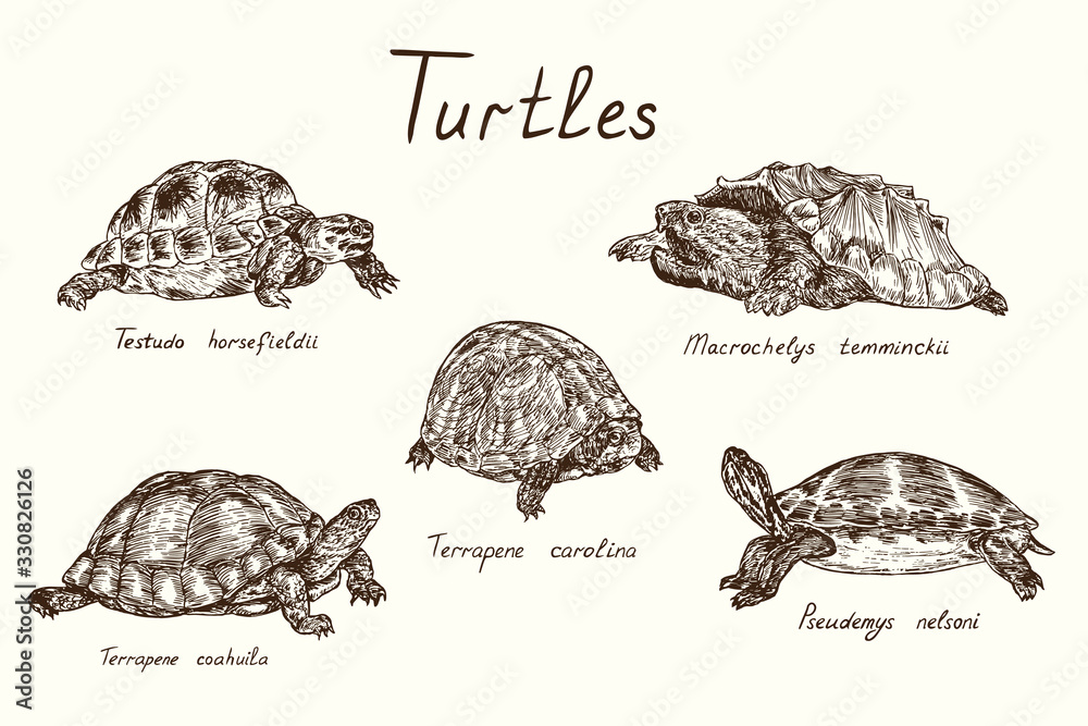 Tutles collection, Testudo horsfieldii, Macrochelys temminckii ...