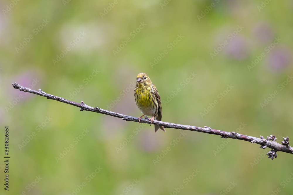 Photo Stock The European serin, or just serin (Serinus serinus), is the ...