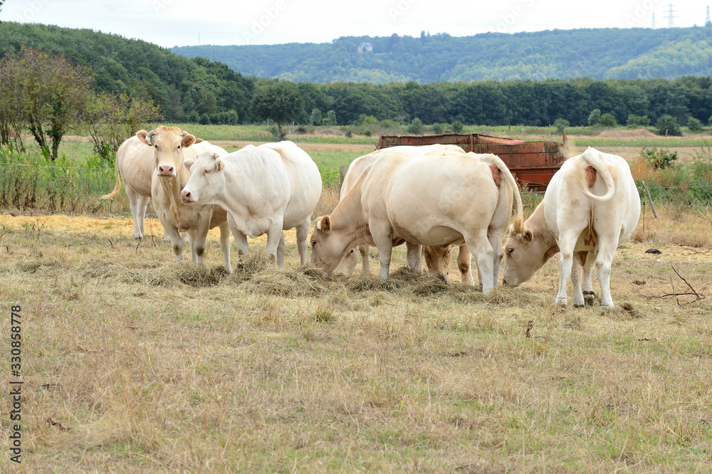 Troupeau de vaches autour d'une ration de foin dans un herbage desséché ...