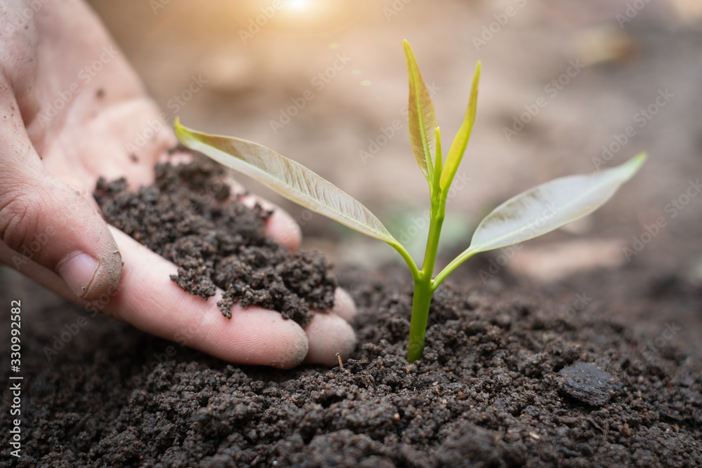 Trees growing from fertile soil and hands are going to use the soil to ...