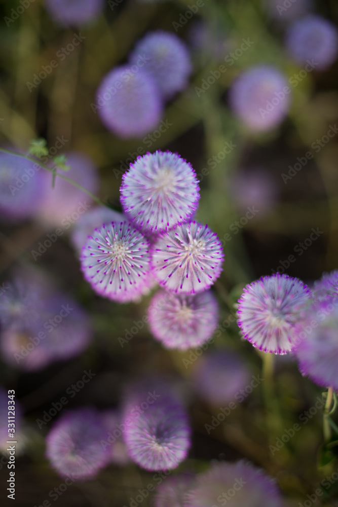 Beautiful top view closeup of Mulla mulla wildflowers in flowering ...