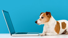 Dog Using Laptop Computer Free Stock Photo - Public Domain Pictures