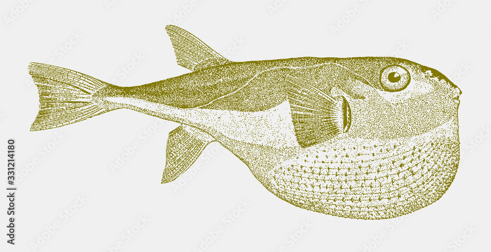 Smooth puffer, lagocephalus laevigatus, a blowfish from the Western ...