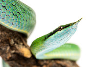 Rat Snake Close-up Free Stock Photo - Public Domain Pictures