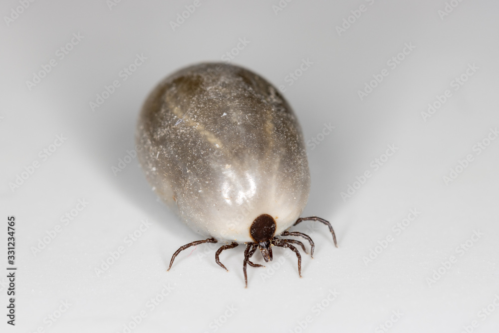 Macro of fully engorged European Castor Bean tick with swollen abdomen ...