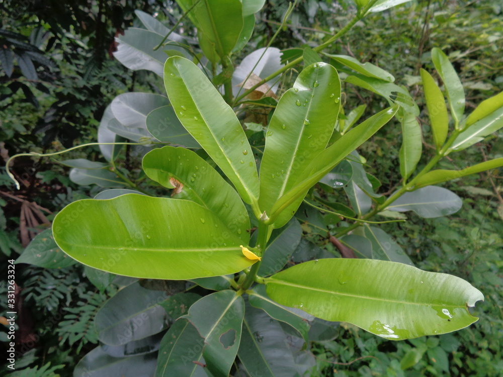 Green small Calophyllum inophyllum (tamanu, beach touriga, Borneo ...