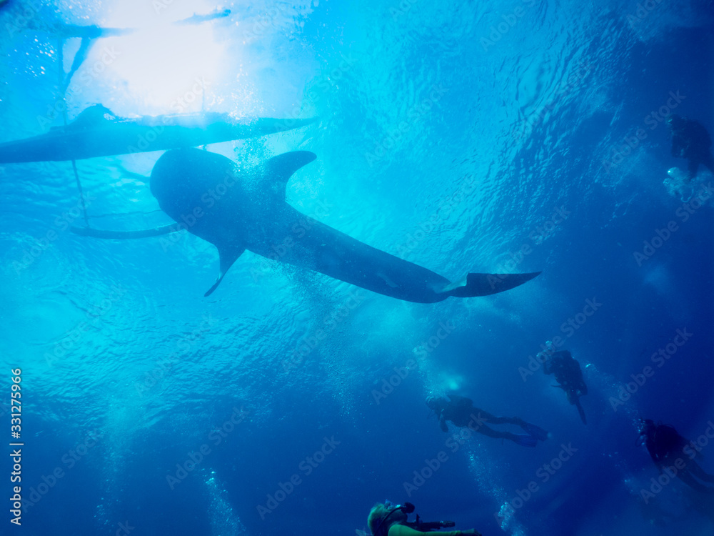 undersea Philippines. Male of a Whale shark (Rhincodon typus) is a ...