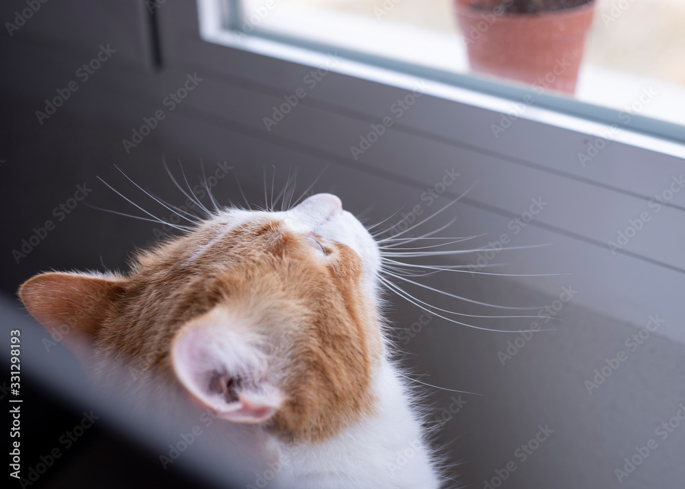 cat in the window, kitty, adorable, furry, stare, sad, alone, lone ...