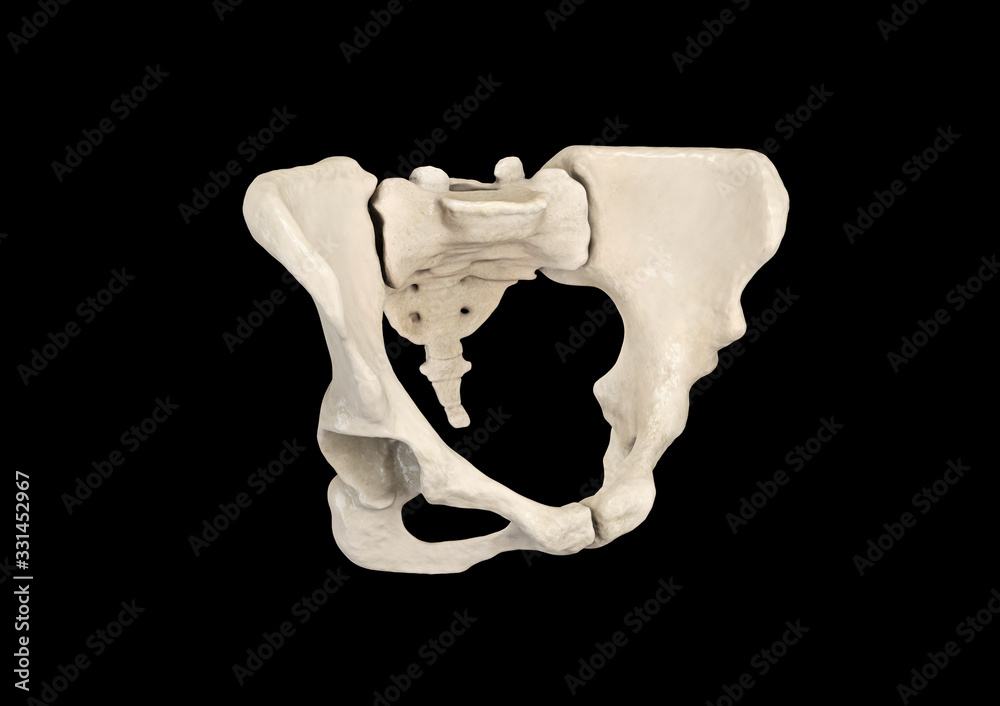 Pelvis, Human skeleton, Female Pelvic Bone anatomy, hip, 3D artwork, Bones Labeled Anatomy View ...