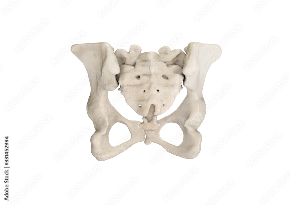 Ilustración de Stock Pelvis, Human skeleton, Female Pelvic Bone anatomy ...