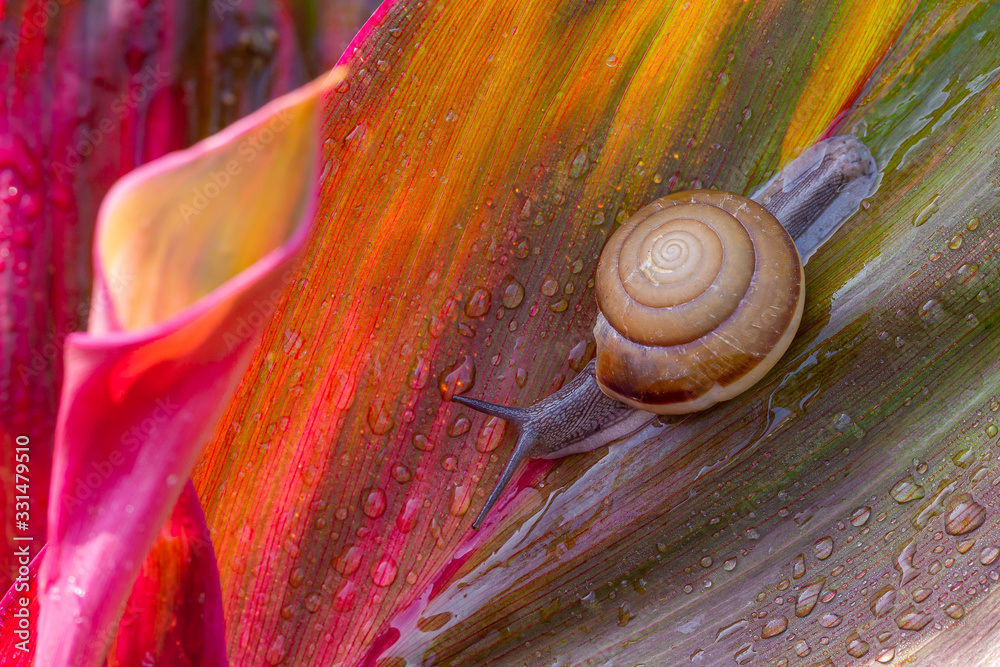 Photos Snail : Polymita picta or Cuban snails one of most colorful and ...