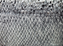 Fish Scales Pattern Free Stock Photo - Public Domain Pictures
