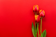 Red Tulips Banner Free Stock Photo - Public Domain Pictures